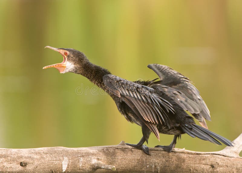 Reed Cormorant Feet Stock Photos - Free & Royalty-Free Stock Photos ...
