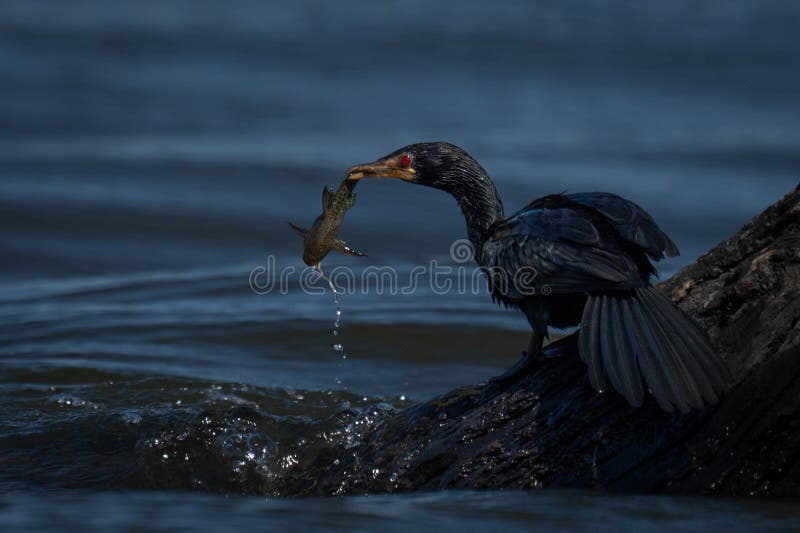 Reed Cormorant Fishes from Stump in Water Stock Photo - Image of ...