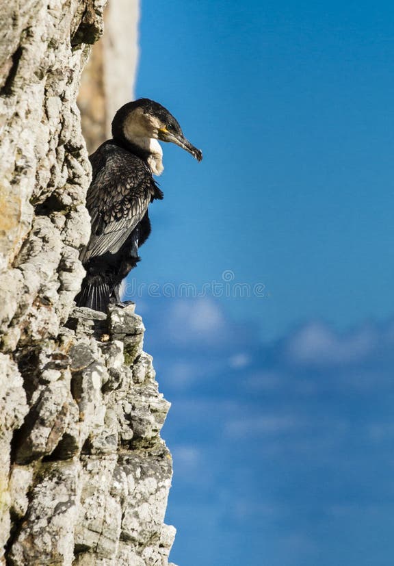 Reed Cormorant on a Steep Cliff Stock Photo - Image of park, cormorant ...