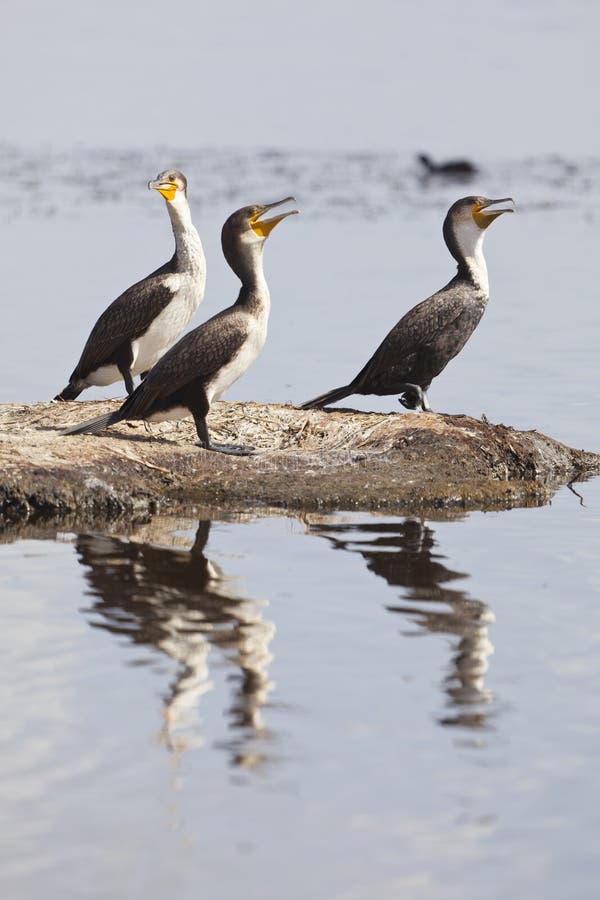 Reed Cormorants in Kenya stock photo. Image of shore - 41820034
