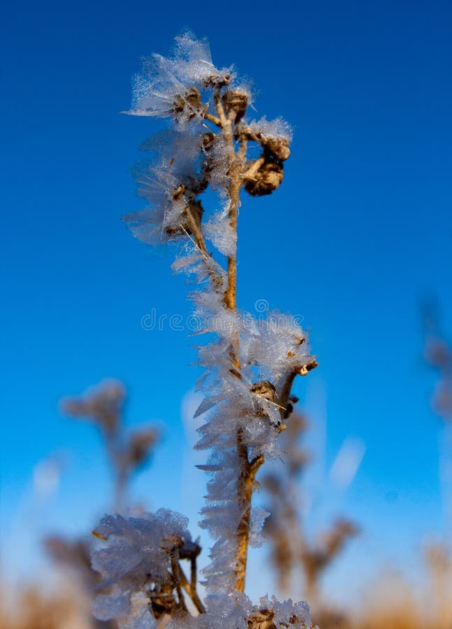 Reed Covered with Frost Close-up Against the Sky Stock Image - Image of ...