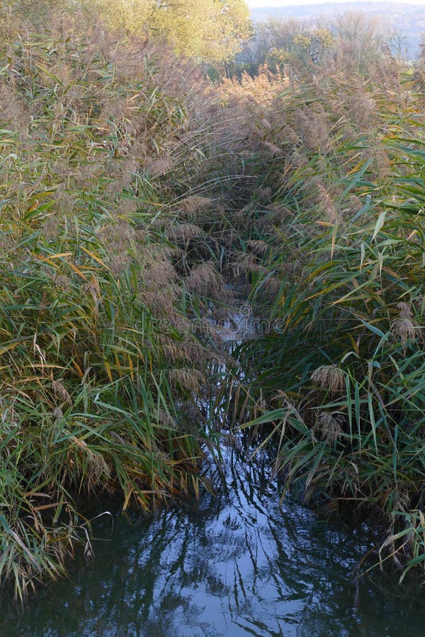 Reed at creek stock photo. Image of green, plant, blossom - 104117710