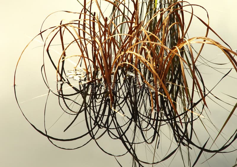 Reed Curves a stock image. Image of dying, shapes, beauty - 3259265