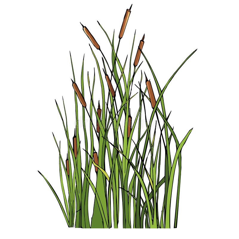 Reed Handdrawn Stock Illustrations – 99 Reed Handdrawn Stock ...