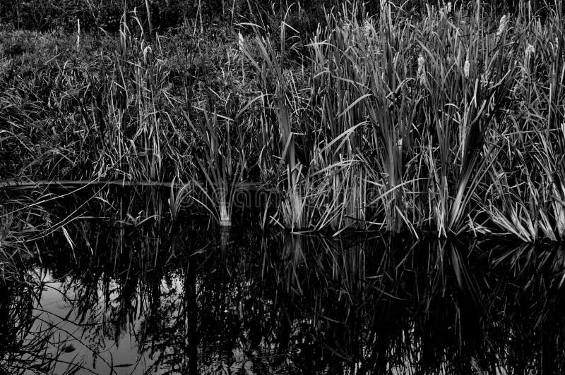 Dark lake stock image. Image of black, cane, dark, grass - 354556073