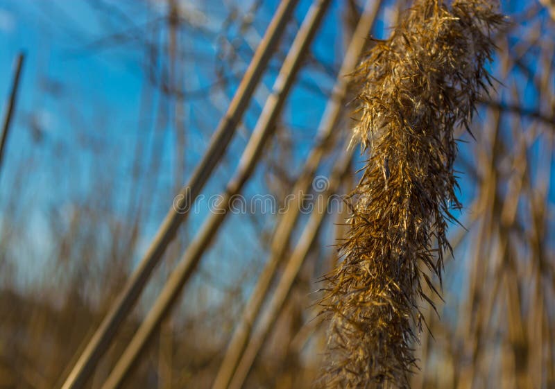 Reed dry on the river stock photo. Image of brown, colored - 178243926