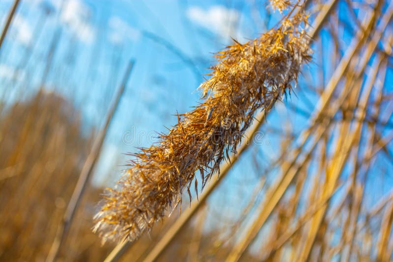 Reed dry on the river stock image. Image of branch, colored - 178243969