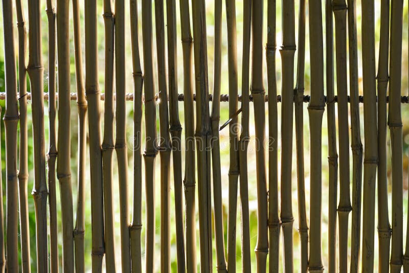 Reed fence, texture stock photo. Image of yellow, bunch - 40643954