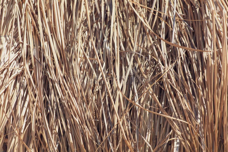 Reed Fence Wall As Abstract Background. Stock Photo - Image of striped ...