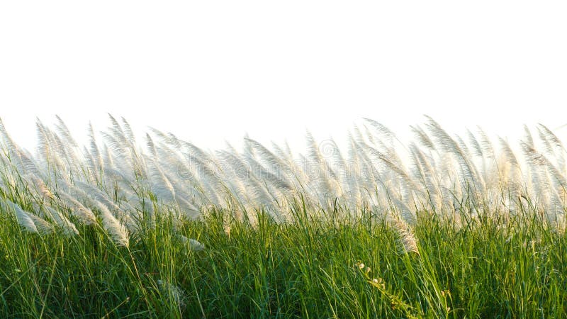 Reed field stock photo. Image of natural, plant, beautiful - 17973796