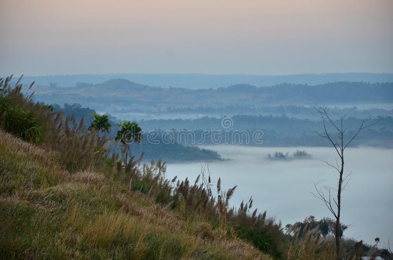Reed Field stock photo. Image of grain, spring, closeup - 24273556