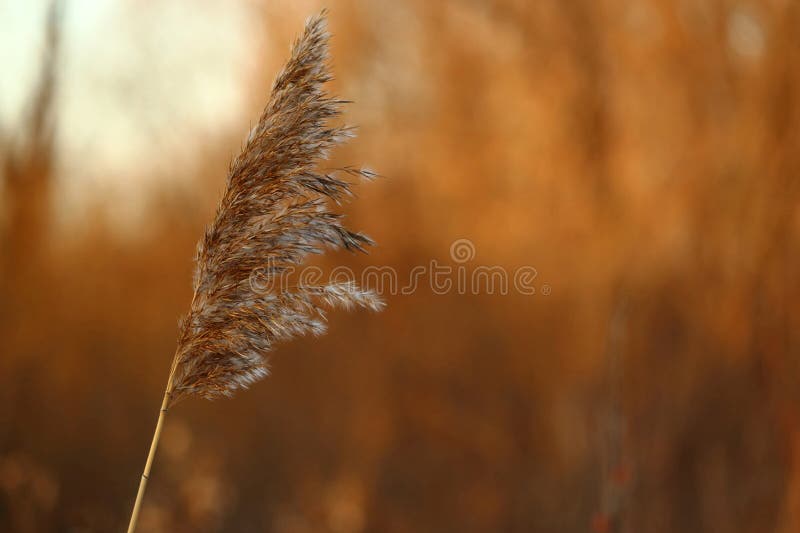 Reed stock photo. Image of reed, rush, autumn, frail - 37348032