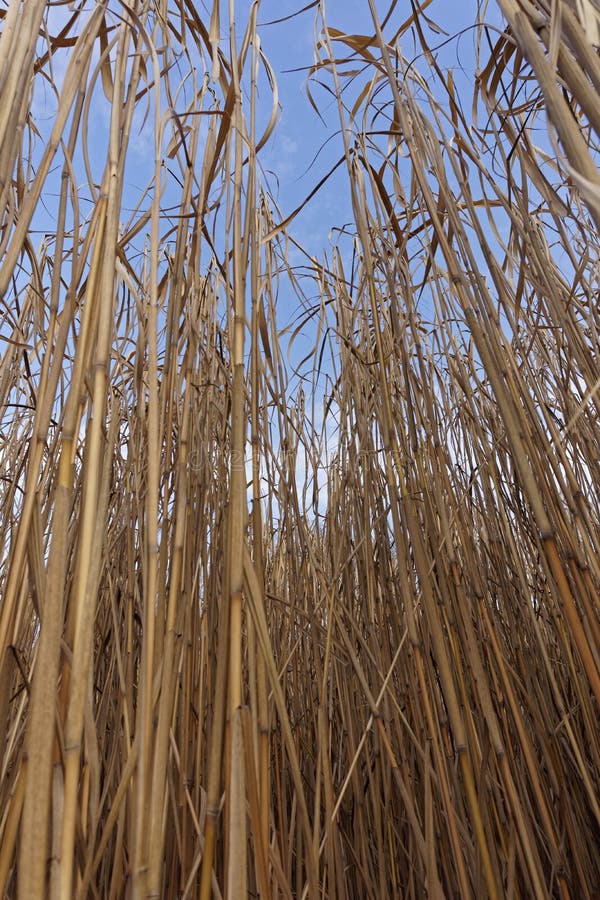 Reed field stock image. Image of clouds, vertical, spores - 86106157