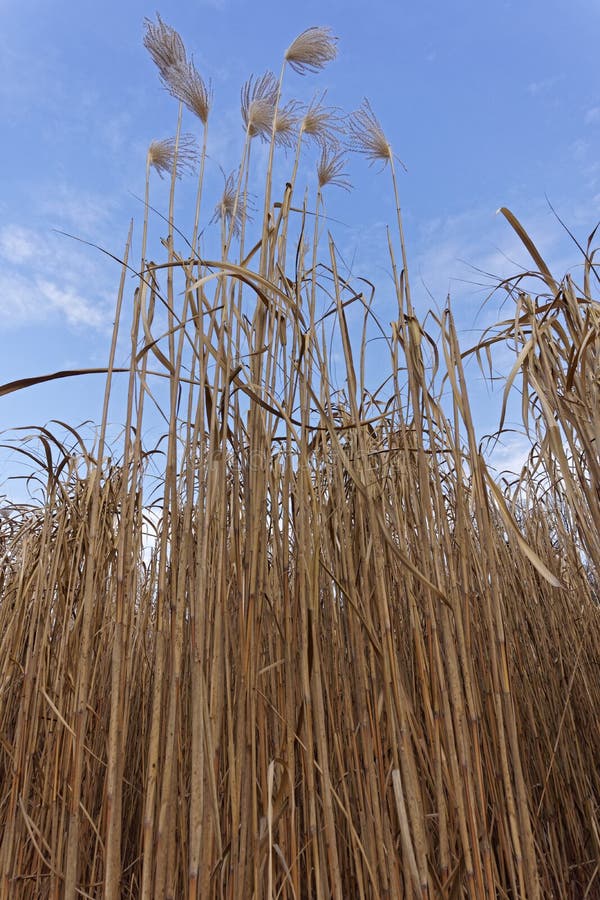 Reed field stock image. Image of rural, beautiful, plant - 86106887