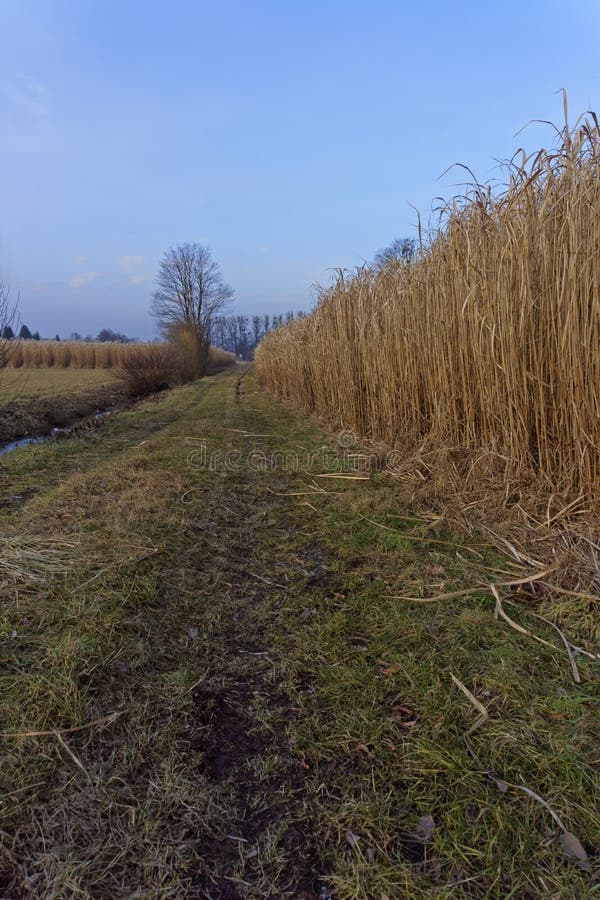 Reed field stock image. Image of sunny, seed, reeds, texture - 87152649