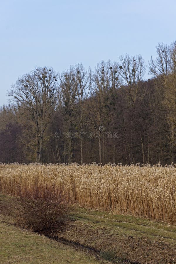 Reed bed in devon stock image. Image of tall, clusters - 9434957