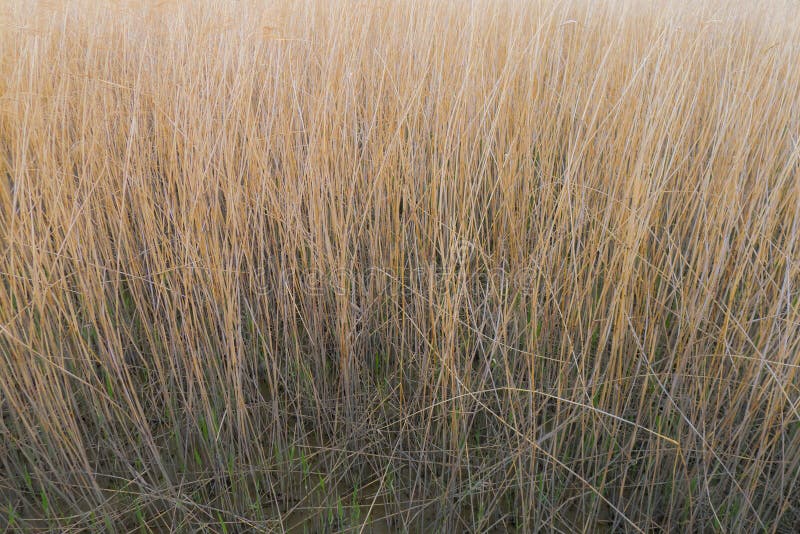 Reed field stock image. Image of field, grassland, grass - 42621129