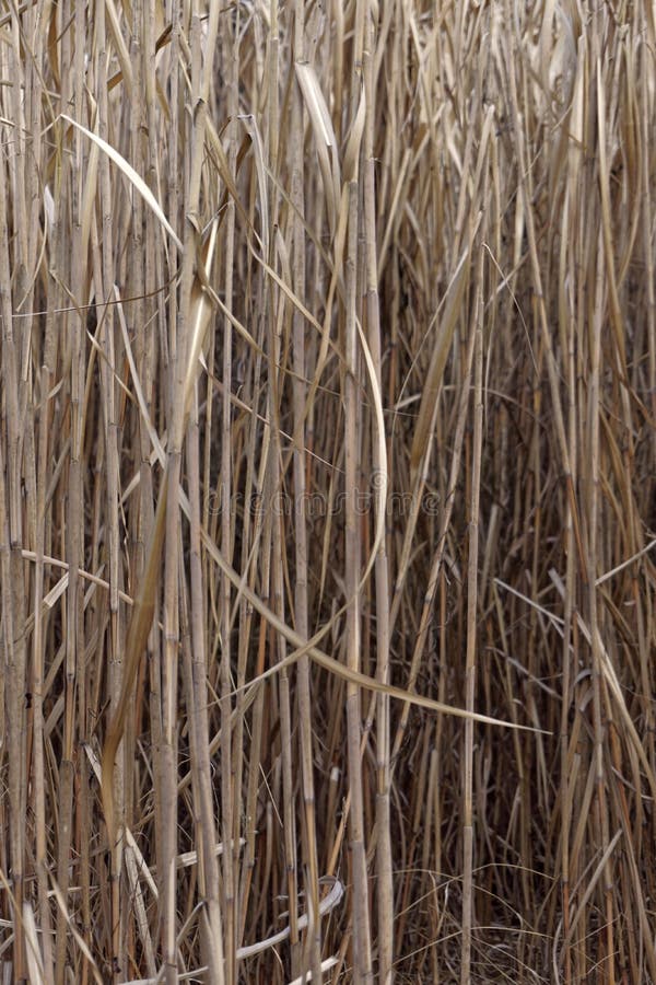 Reed Field Detail, Background Stock Image - Image of vertical, field ...
