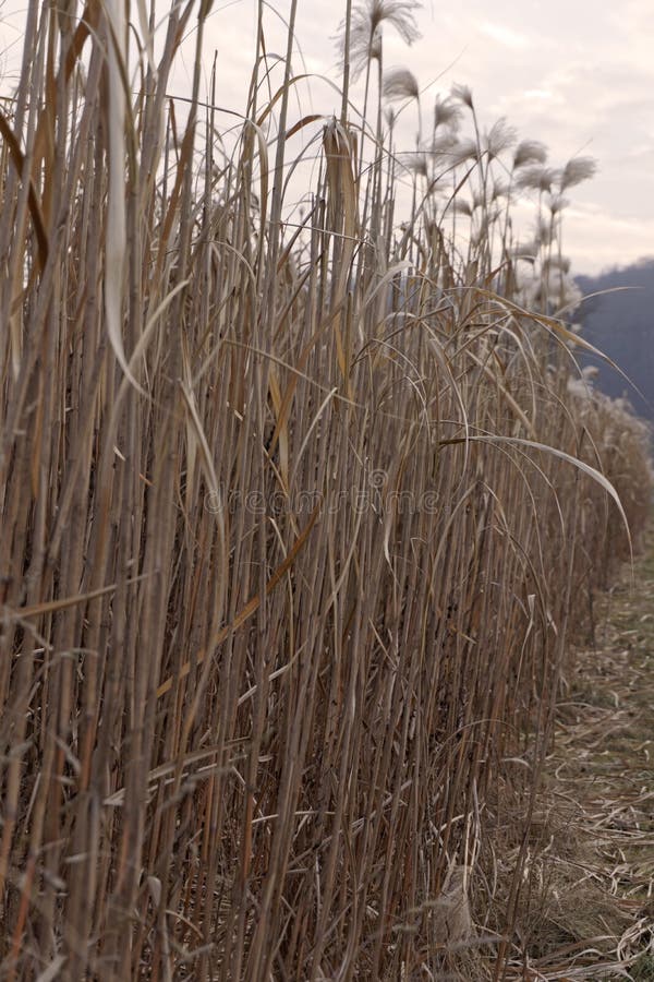 Reed Field Detail, Background Stock Photo - Image of outdoor, vertical ...