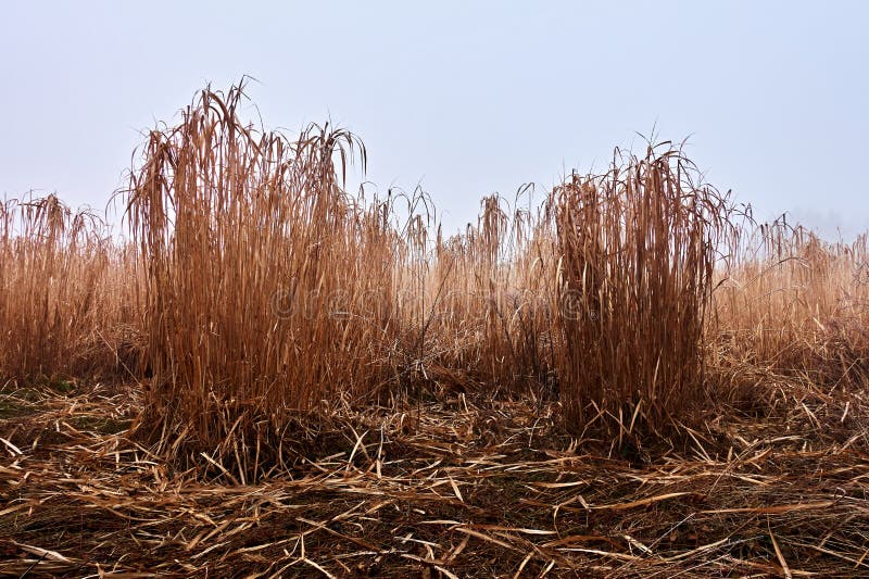 Reed in the field stock photo. Image of bush, plant - 212315388