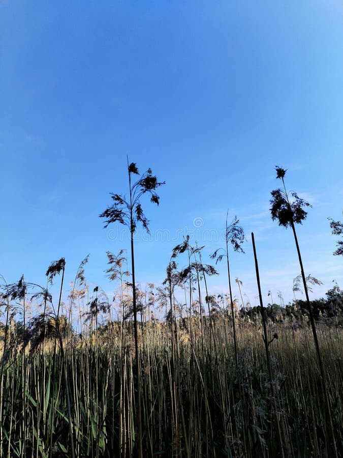 Reed field stock photo. Image of cloud, horizon, field - 395546042