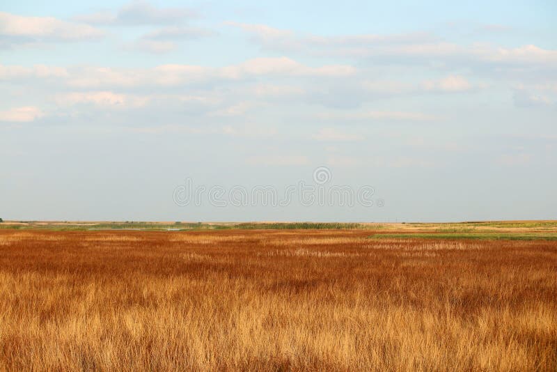 Reed Field Landscape Autumn Season Stock Photo - Image of landscape ...