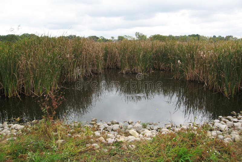 Reed field stock photo. Image of reed, summer, water - 186388366