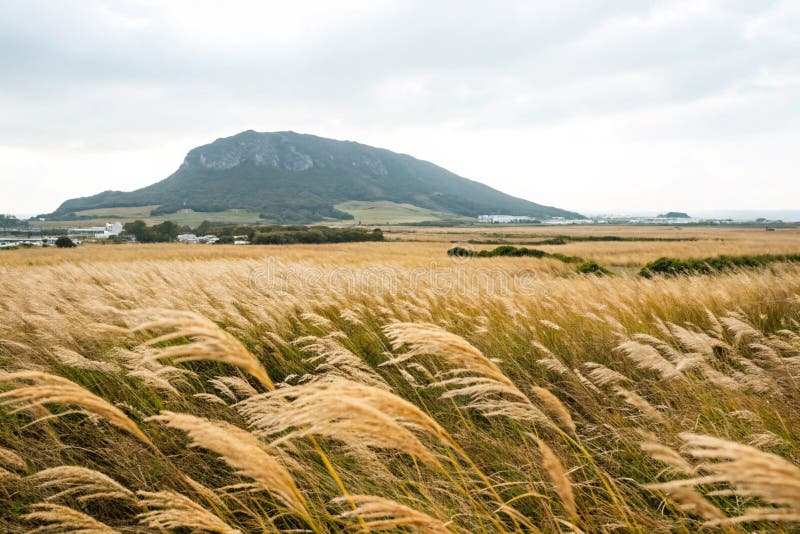 Reed Field on Songak Mountain, Jeju Stock Illustration - Illustration ...