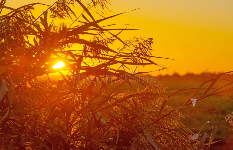 Reed in a field at sunrise stock image. Image of autumn - 78323125