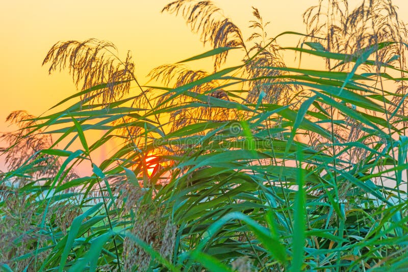 Reed in a field at sunrise stock photo. Image of scenic - 77794890