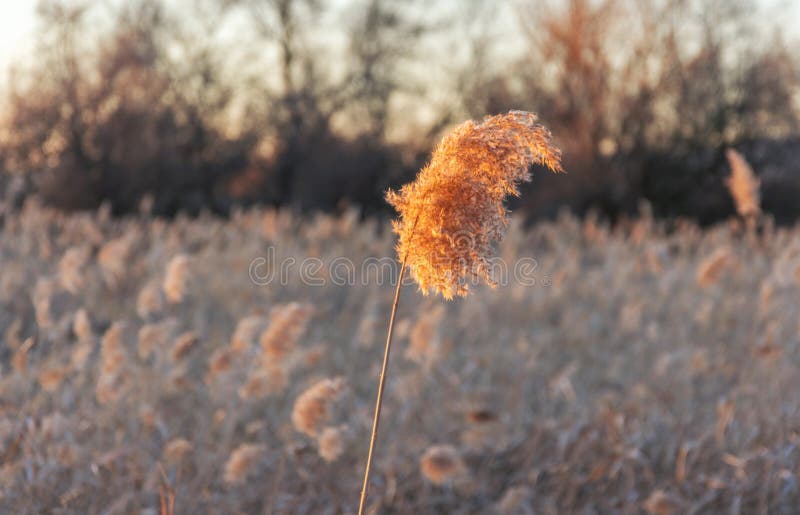 Reed stock photo. Image of fall, sunset, autumn, reed - 140918010