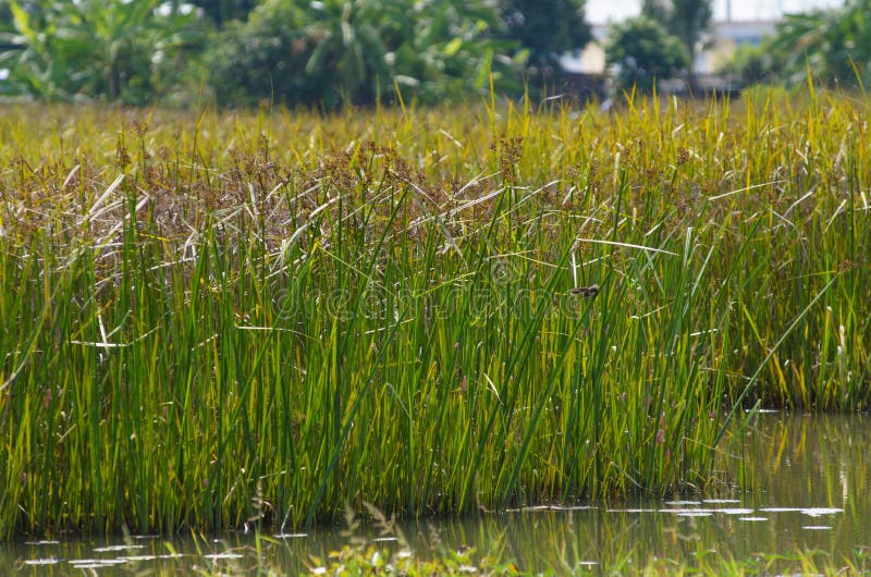 Reed field in swamp stock image. Image of lush, grass - 45918561