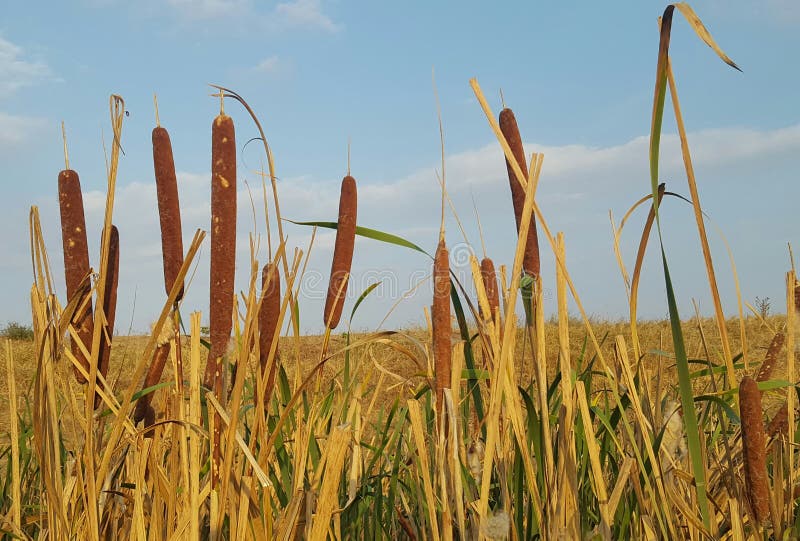 Reed field in swamp stock photo. Image of field, green - 77207058