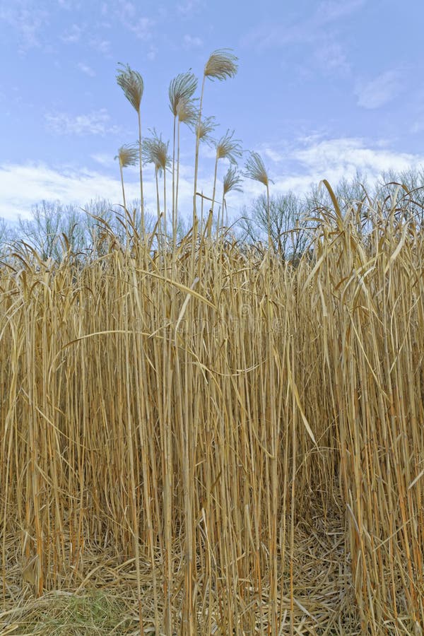 Reed stock image. Image of thatch, reed, farming, craft - 88322173