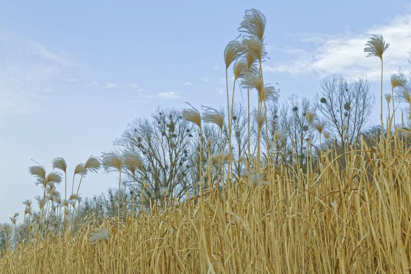 Reed stock image. Image of house, climate, craft, roof - 88322213