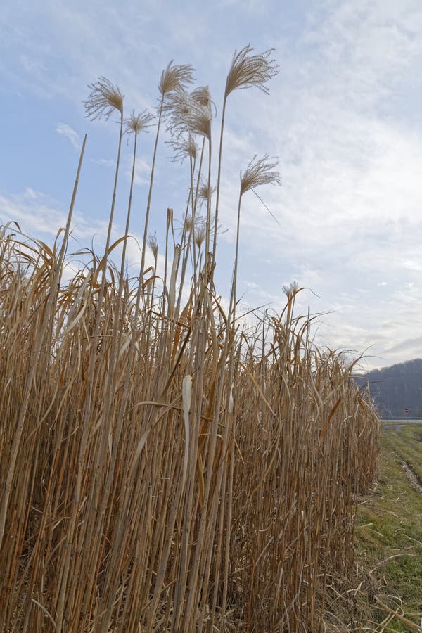 297 Reed Thatching Photos - Free & Royalty-Free Stock Photos from ...