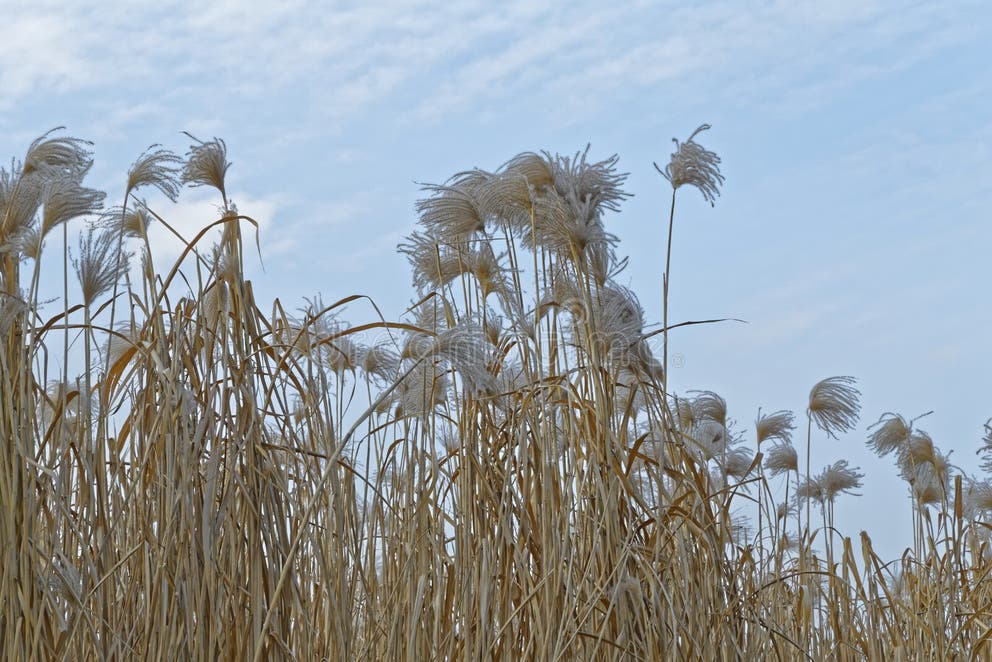Reed stock photo. Image of thatch, thatching, climate - 88322342