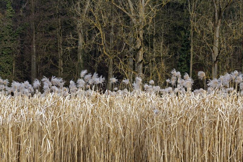 Reed stock photo. Image of reed, thatching, nature, house - 88322440