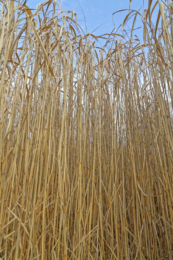 Reed stock photo. Image of thatch, climate, thatching - 88322444