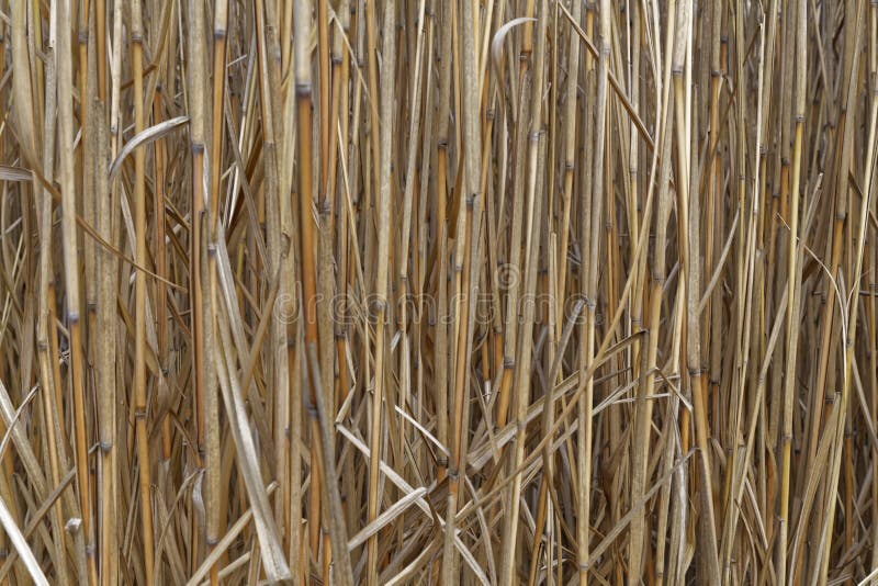 321 Thatching Reed Stock Photos - Free & Royalty-Free Stock Photos from ...