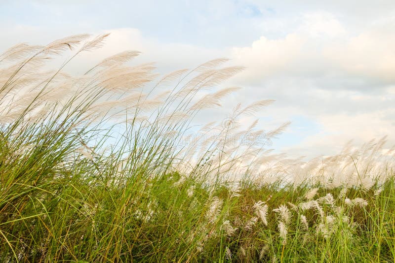 Reed field stock image. Image of natural, beautiful, nature - 51741183