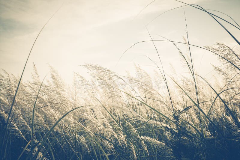White reed field blooming stock image. Image of sunlight - 241271157