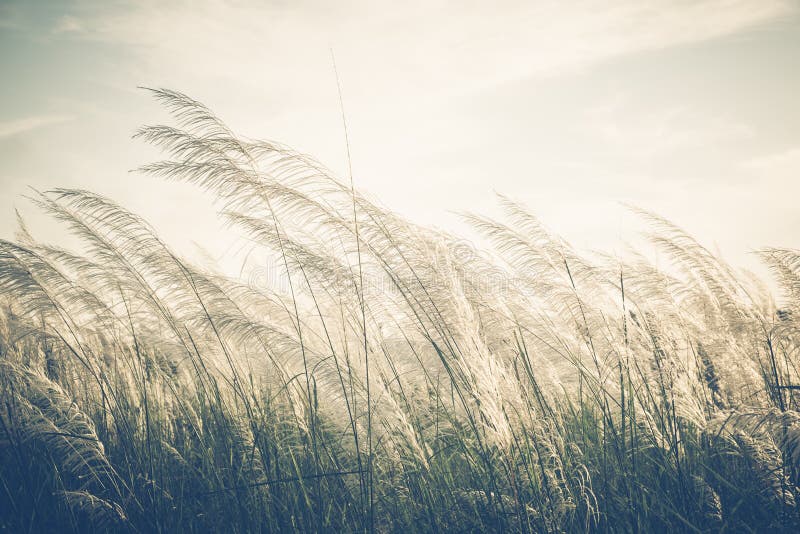 White reed field blooming stock image. Image of sunlight - 241271157