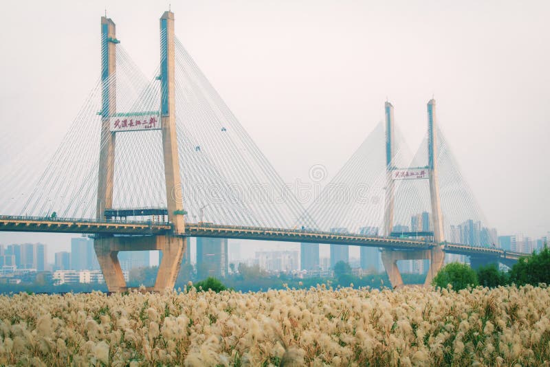 Reed stock photo. Image of conservation, land, blue, green - 45833210