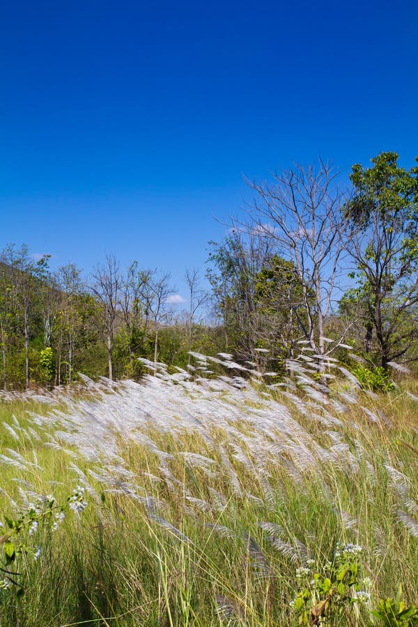 White reed field blooming stock image. Image of sunlight - 241271157