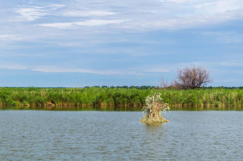 Reed floating on the river stock photo. Image of kazakhstan - 203665290