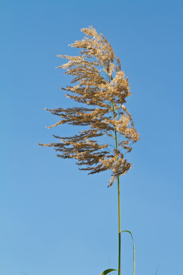 Reed flower stock photo. Image of blown, herbage, color - 28991570