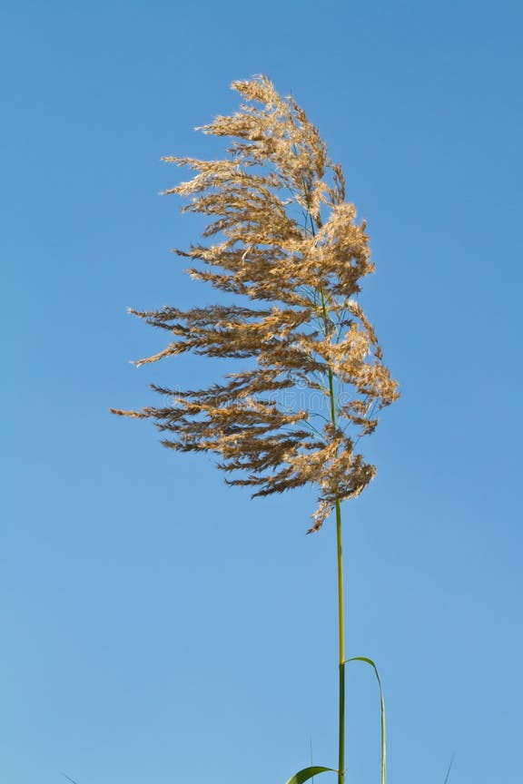 Reed flower stock photo. Image of blown, herbage, color - 28991570