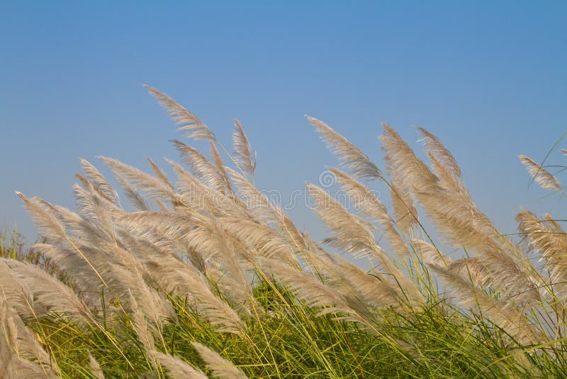 Reed flower stock image. Image of landscape, blown, color - 28992243