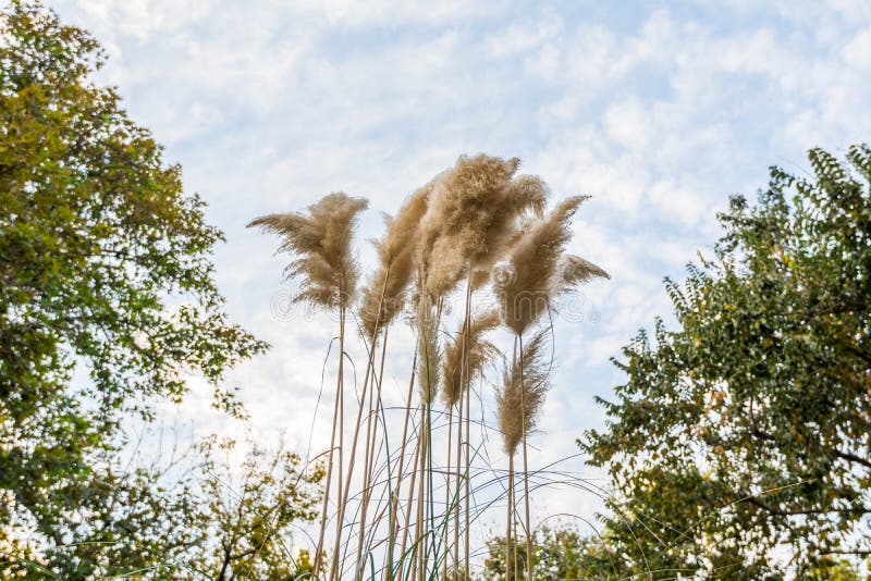 Reed Flower Against Blue Cloudy Sky in the Park in Tehran, Iran Stock ...